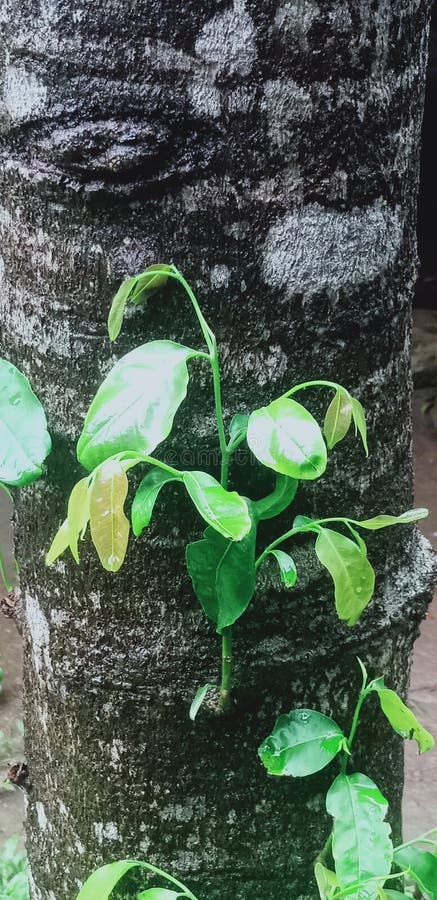 New Shoots Grow on Tree Trunks Stock Image - Image of trees, plants ...