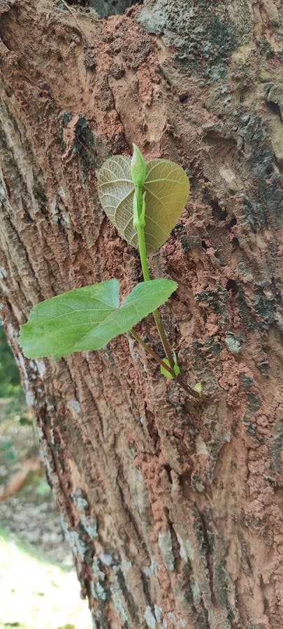 New Shoots Grow on Tree Trunks Stock Image - Image of trunks, tree ...