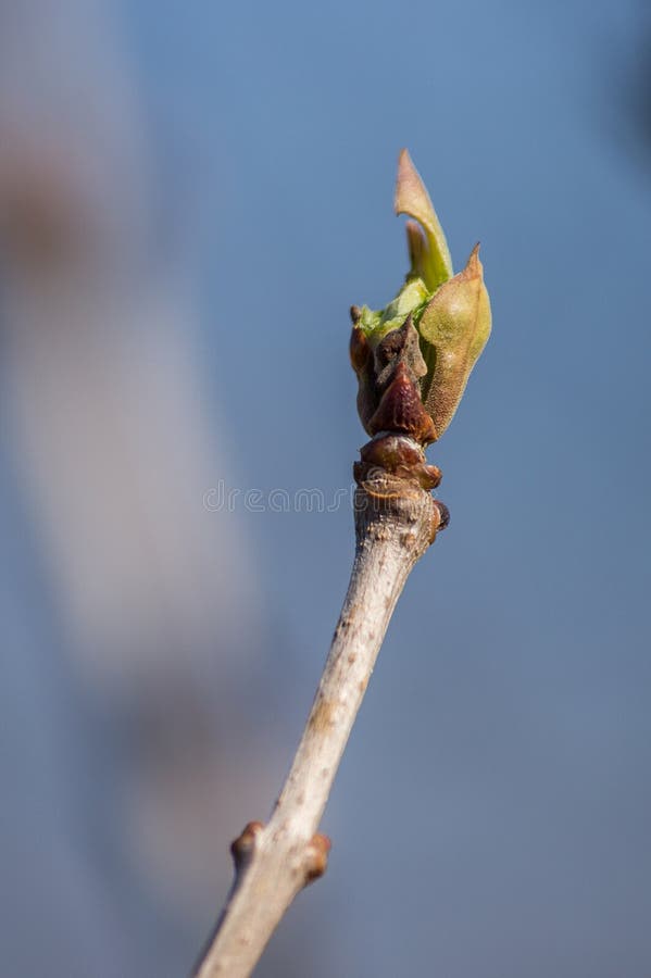 The New Shoots, New Life in the Garden Stock Photo - Image of view ...