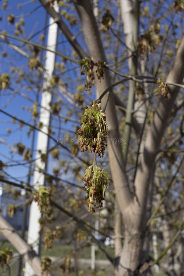 New shoots of a maple stock photo. Image of maple, closeup - 178236698