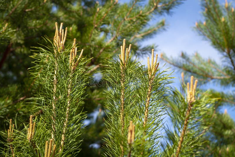 New Shoots on Pine Tree Branches in Spring, Close-up. Stock Photo ...