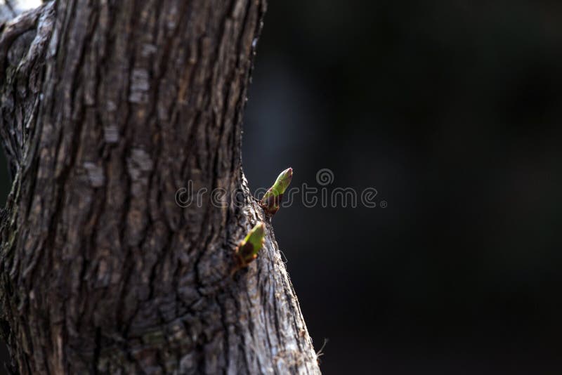 New shoots of spring stock photo. Image of green, grow - 112445478