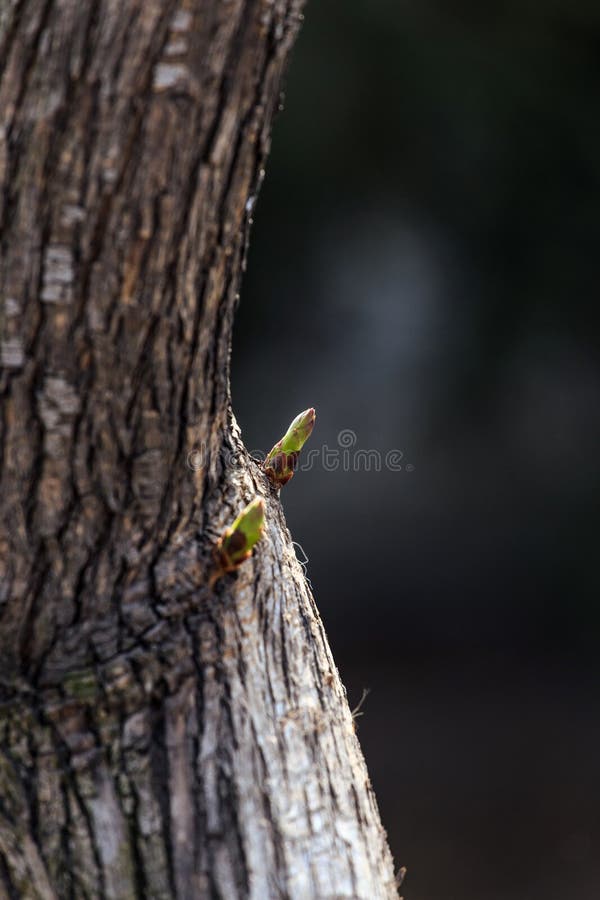 New shoots of spring stock image. Image of sunshine - 112445497