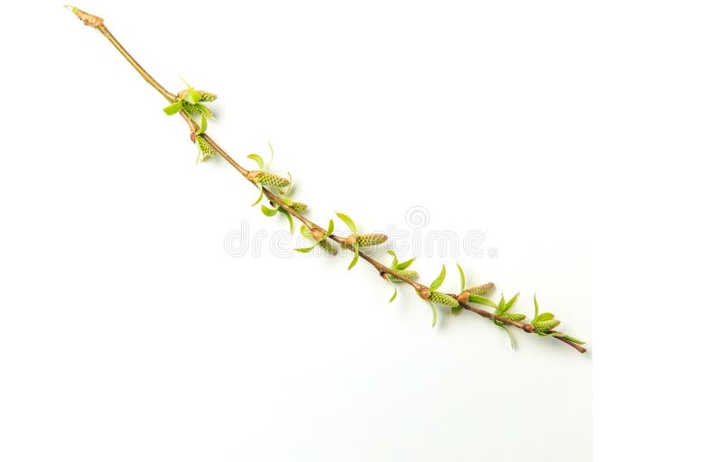 New shoots of spring stock image. Image of grow, sunshine - 112445503