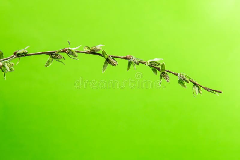 New shoots of spring stock image. Image of nature, bronchitis - 112659397