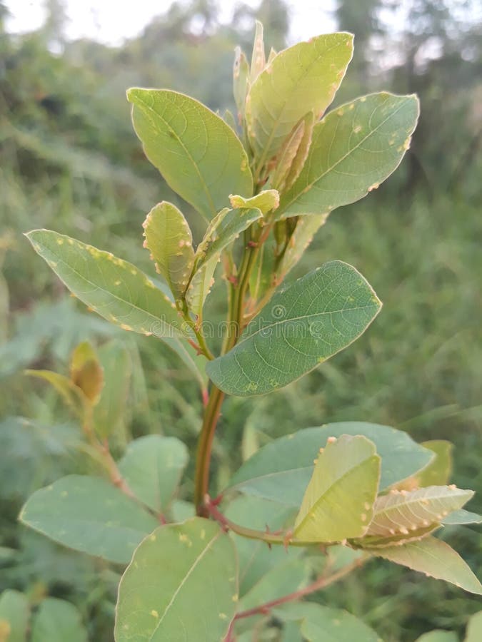 New shoots sprout stock photo. Image of shrub, maple - 197716794