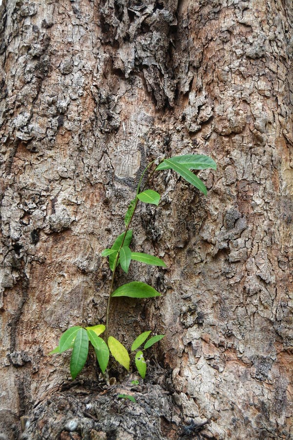 New shoots of trees grow stock photo. Image of measuring - 302445356