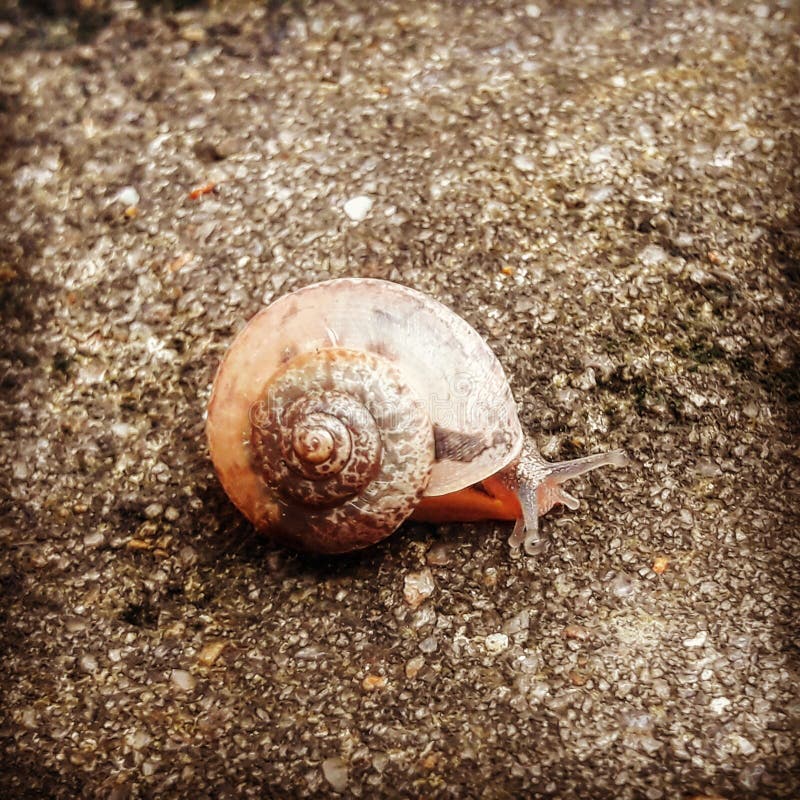 Snail stock image. Image of snail, slow, home, carry - 105089317