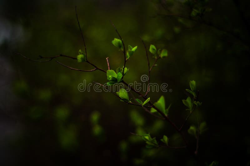 New Small Leaves on Branches in Spring Stock Photo - Image of bright ...