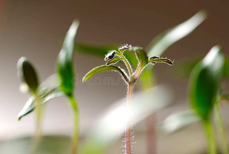 Small Sprout of Watermelon in the Ground Stock Image - Image of ...