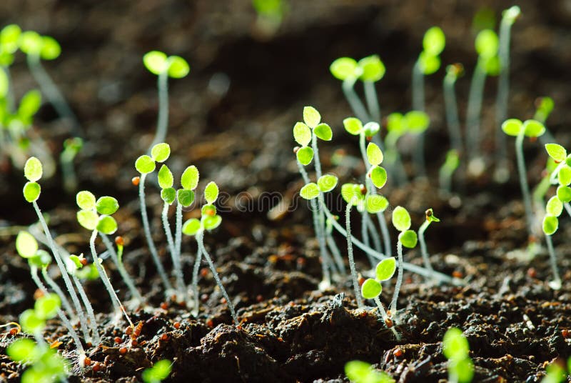 New sprout stock image. Image of agriculture, environmental - 6954565