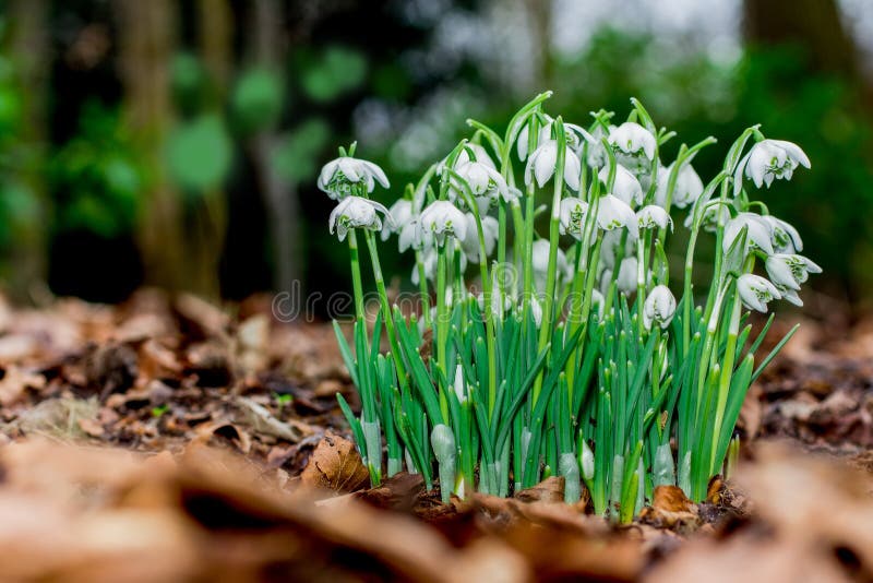 New snowdrop stock photo. Image of detail, clean, bright - 50015540