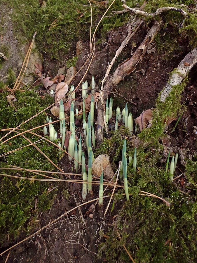 New Snowdrop Shoots in the Woods Stock Image - Image of shoots, bulb ...