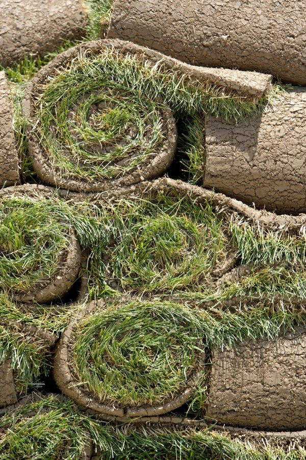 New Sod stock image. Image of season, garden, field, pasture - 5595439