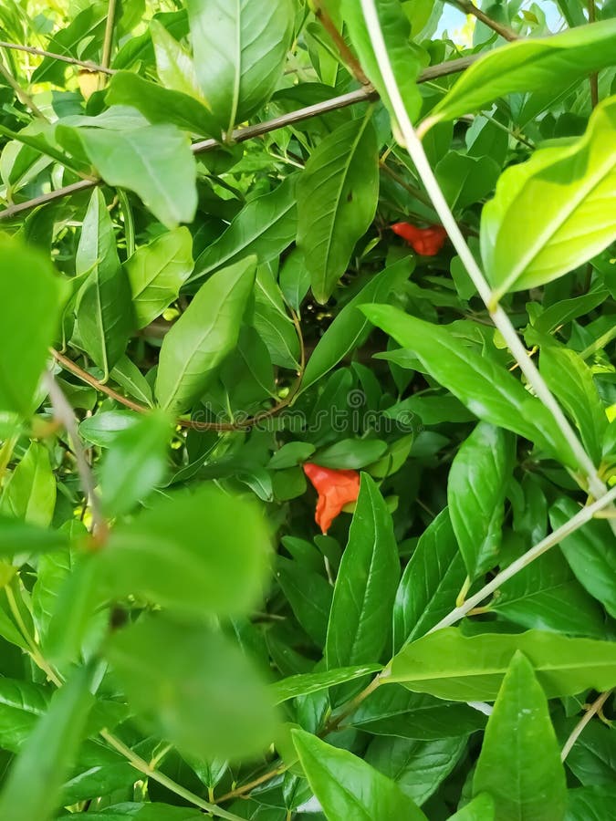 New Soft Foliage Leaves Growing in the Branch of Plant in the Botanical ...
