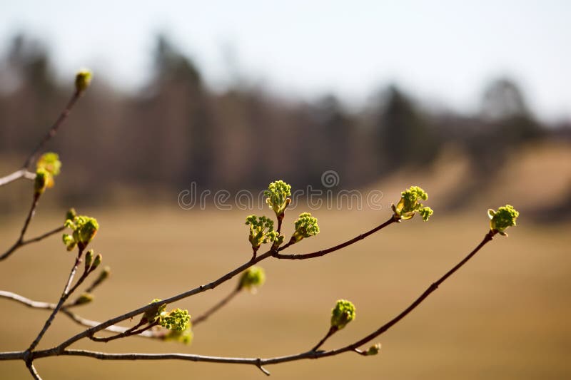 New spring buds stock image. Image of outdoors, leaf - 48485283