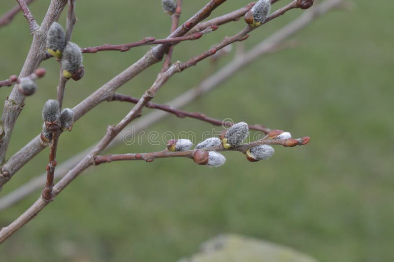 Spring onions stock image. Image of leek, green, leaves - 5235379