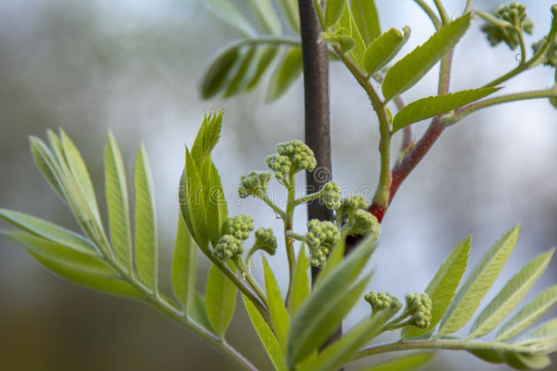 New Spring Buds and Leafs on a Branch of Rowan Tree Stock Photo - Image ...