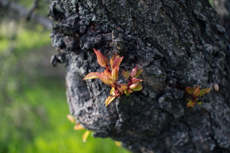 New Spring Buds and Leafs on a Tree Trunk Stock Image - Image of buds ...