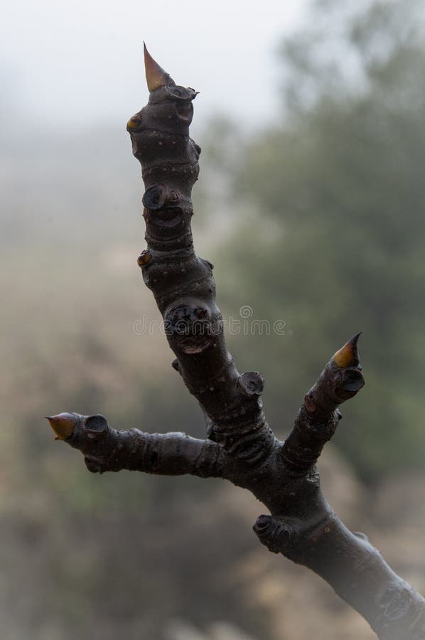 New Spring Buds on a Lone Fig Tree Branch Stock Photo - Image of ...