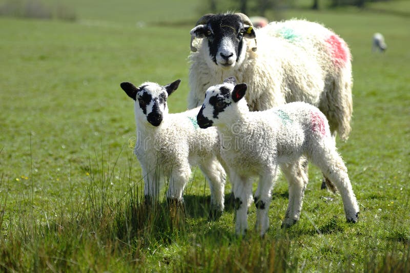 Spring Lambs Looking Directly at You Stock Image - Image of forest ...