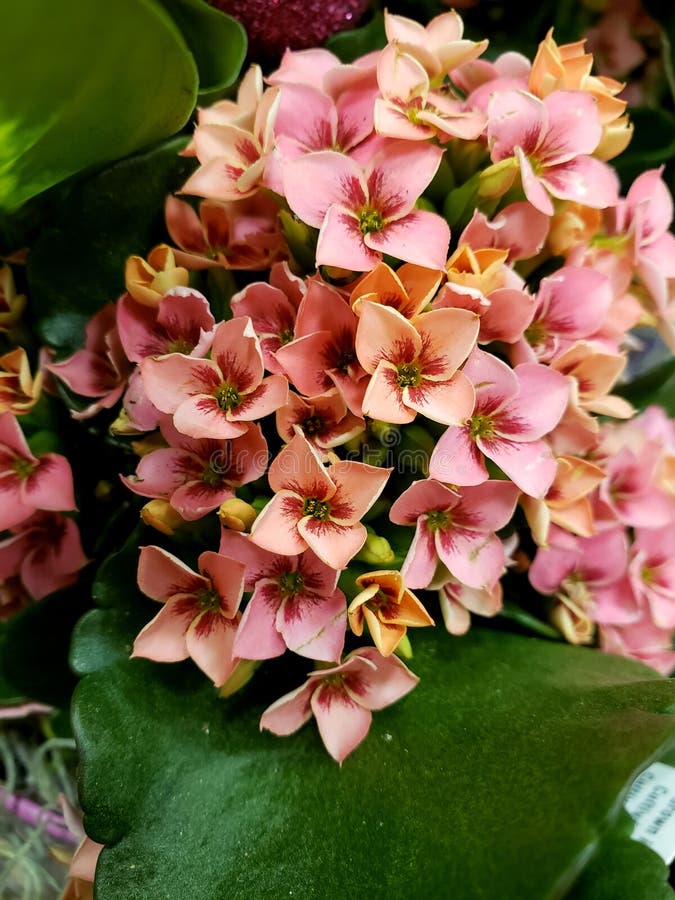 New spring flowers stock photo. Image of pink, bouquet - 146608442