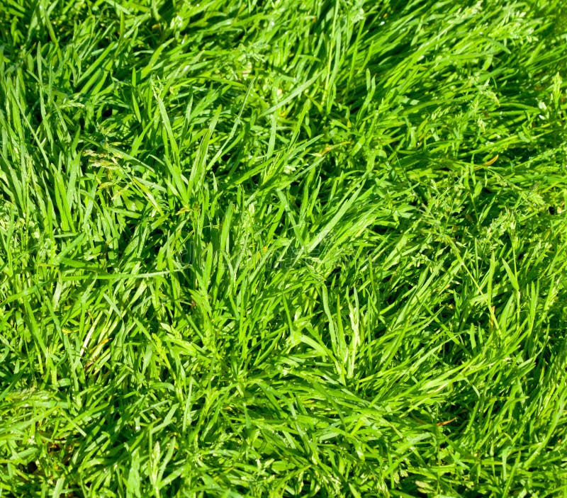 New spring green grass stock image. Image of line, background - 17337125