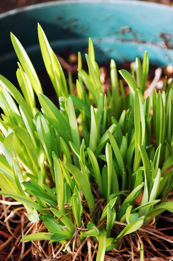 Spring growth stock image. Image of green, fresh, grow - 14585709