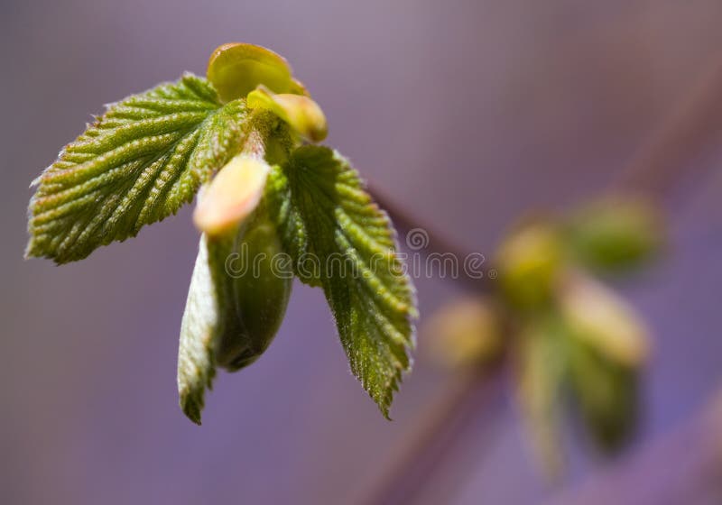 New spring growth stock image. Image of emerging, corylus - 973545
