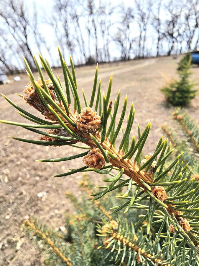 New Spring Growth on Black Hills Spruce Pine Tree. Stock Image - Image ...