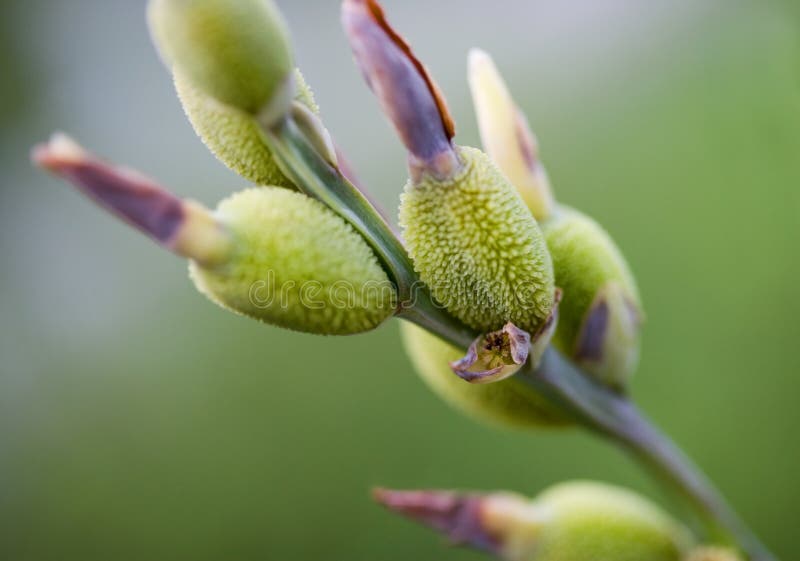 New Spring Growth, Tiny Buds Stock Image - Image of seedling, stem: 4017927