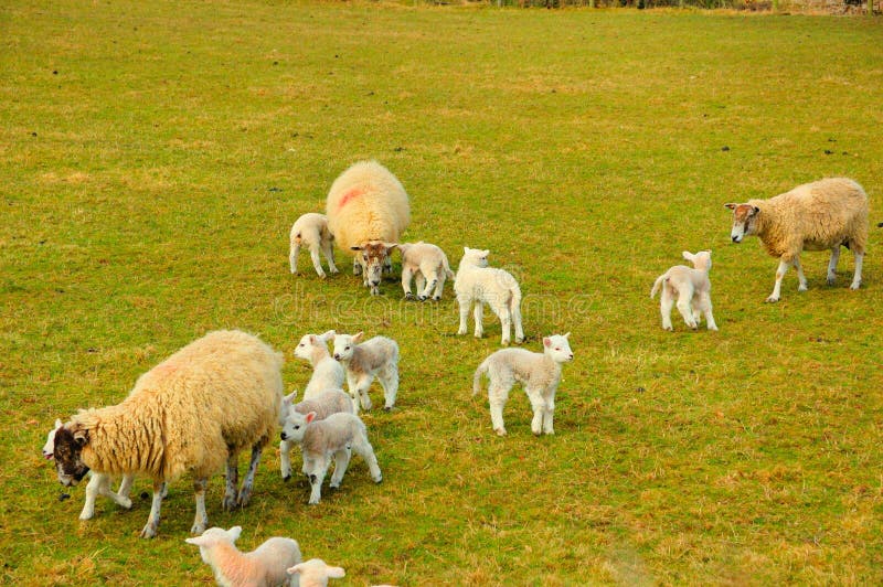 Spring Lambs Looking Directly at You Stock Image - Image of forest ...