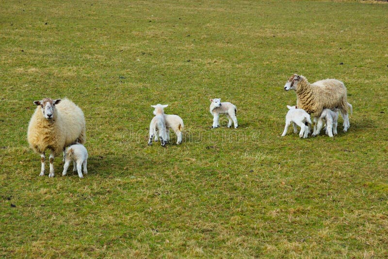 Spring Lambs Looking Directly at You Stock Image - Image of forest ...