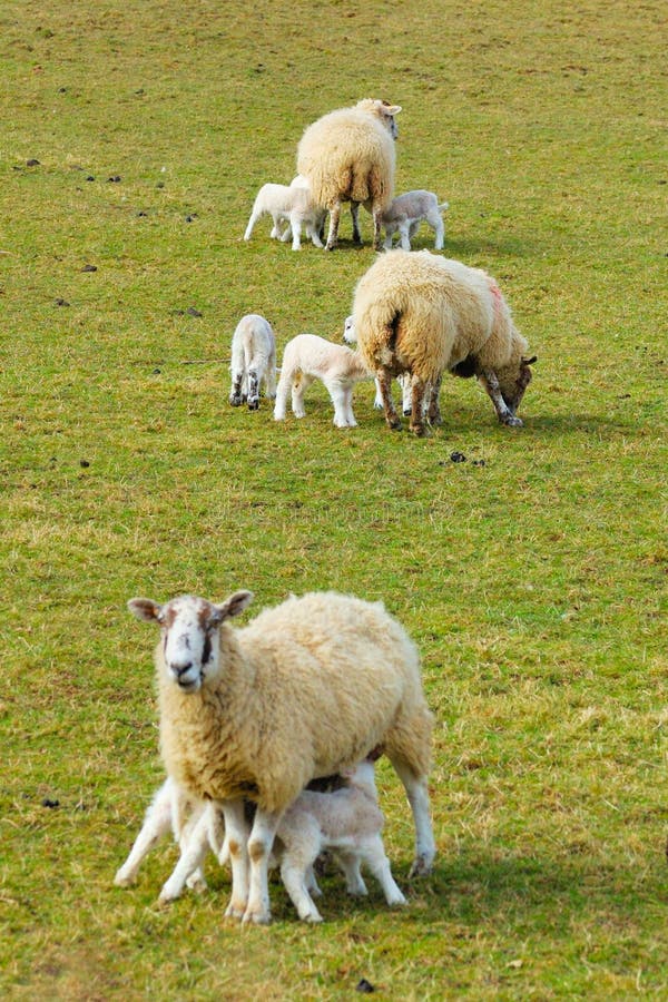 Spring Lambs Looking Directly at You Stock Image - Image of forest ...