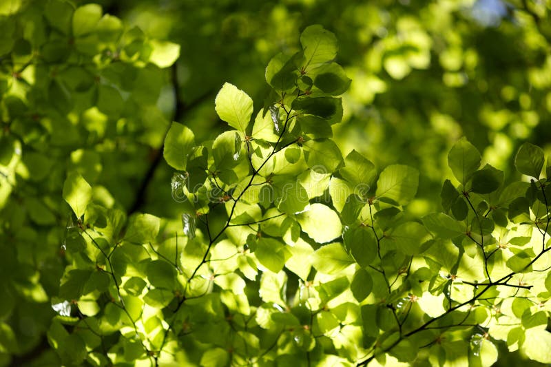 New spring leaves stock image. Image of green, plants - 15635807