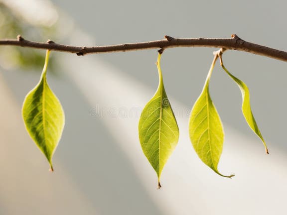 New Spring Leaves on a Branch in Sunlight. Stock Image - Image of ...