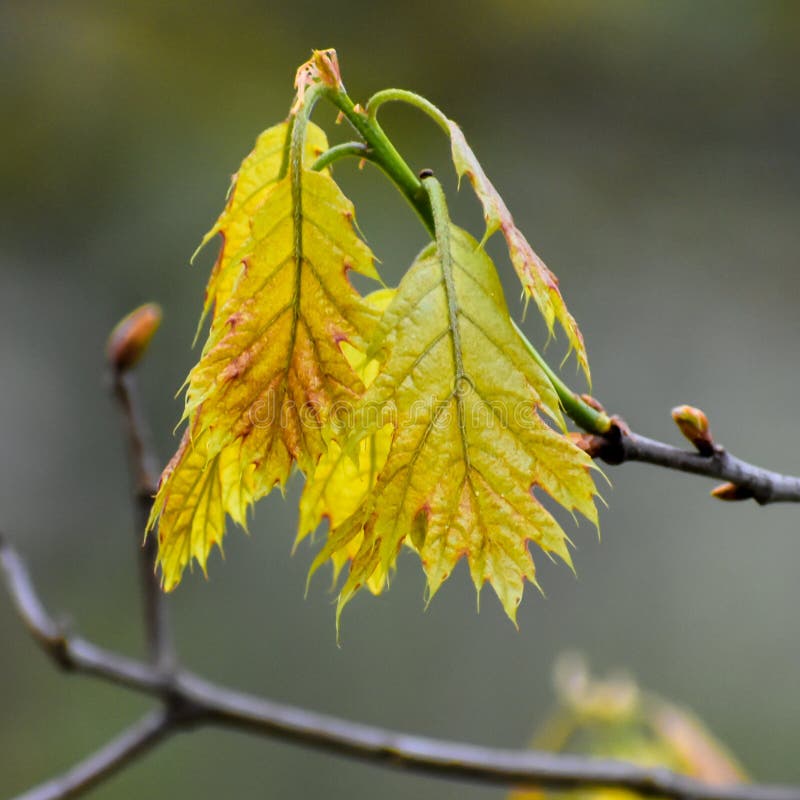 New Spring Leaves Budding Out on Branch Stock Image - Image of leaf ...