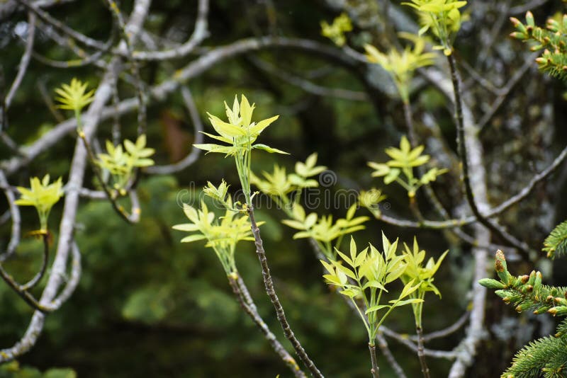 New Leaves on a Spring Oak Tree Stock Image - Image of making, stand ...