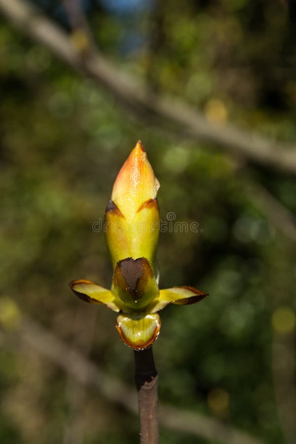 New spring leaves. stock image. Image of botanical, branch - 39421935