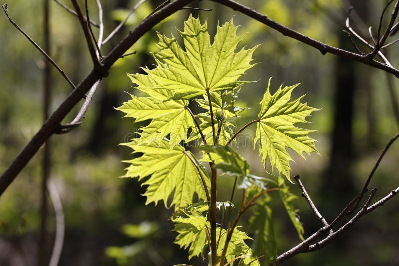 New Spring Leaves of Maple in Backlight Stock Photo - Image of sprig ...
