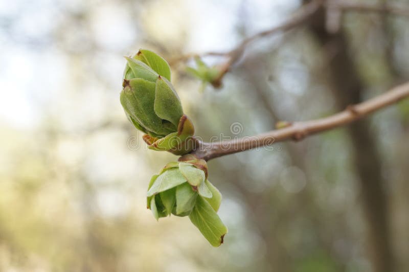 New spring leaves stock photo. Image of branch, bush - 116189388