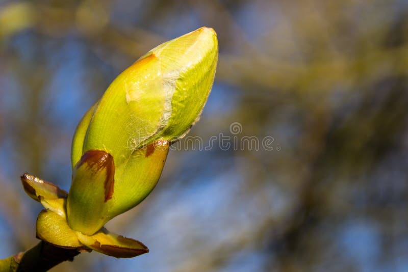 New spring leaves. stock image. Image of botanical, branch - 39421935