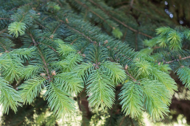New Spring Needles of Blue Spruce Stock Photo - Image of colorado, lush ...