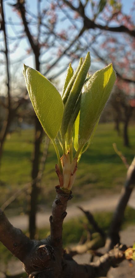 New Spring New Life Beautiful Grass Stock Photo - Image of bush ...