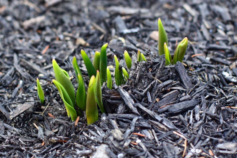 New Spring plants. stock photo. Image of nature, holiday - 18609714
