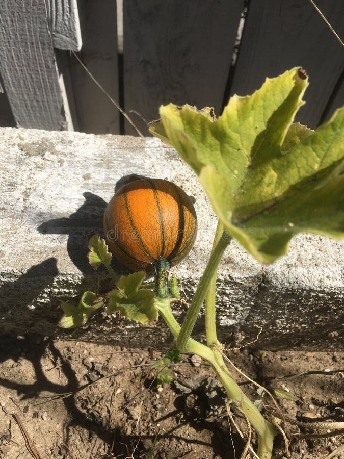 New Spring Pumpkin stock photo. Image of growing, green - 116042052