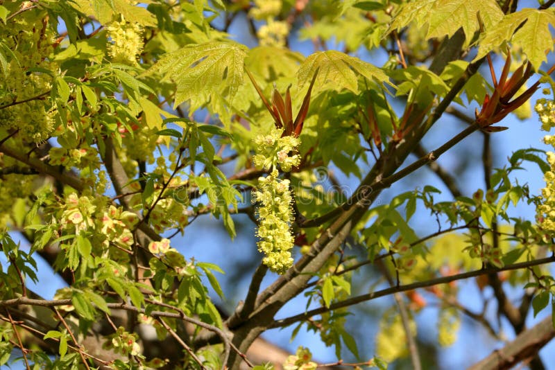 Spring Maple Leaf Buds stock photo. Image of environment - 115384078