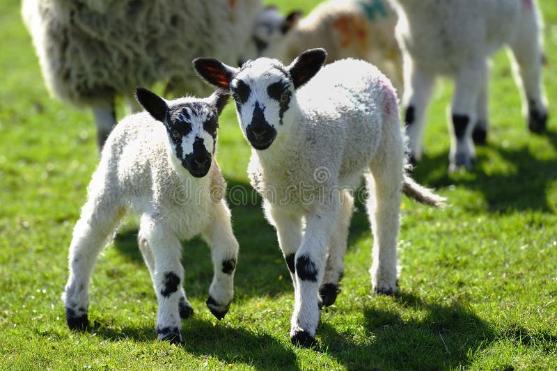 Spring Lambs Looking Directly at You Stock Image - Image of forest ...