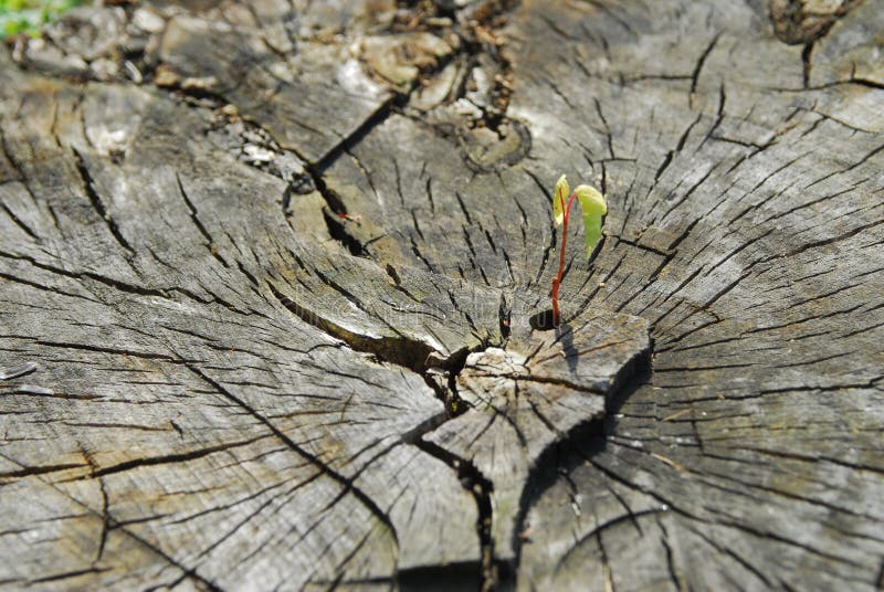 Seedling growing on a rock stock image. Image of crack - 9737897