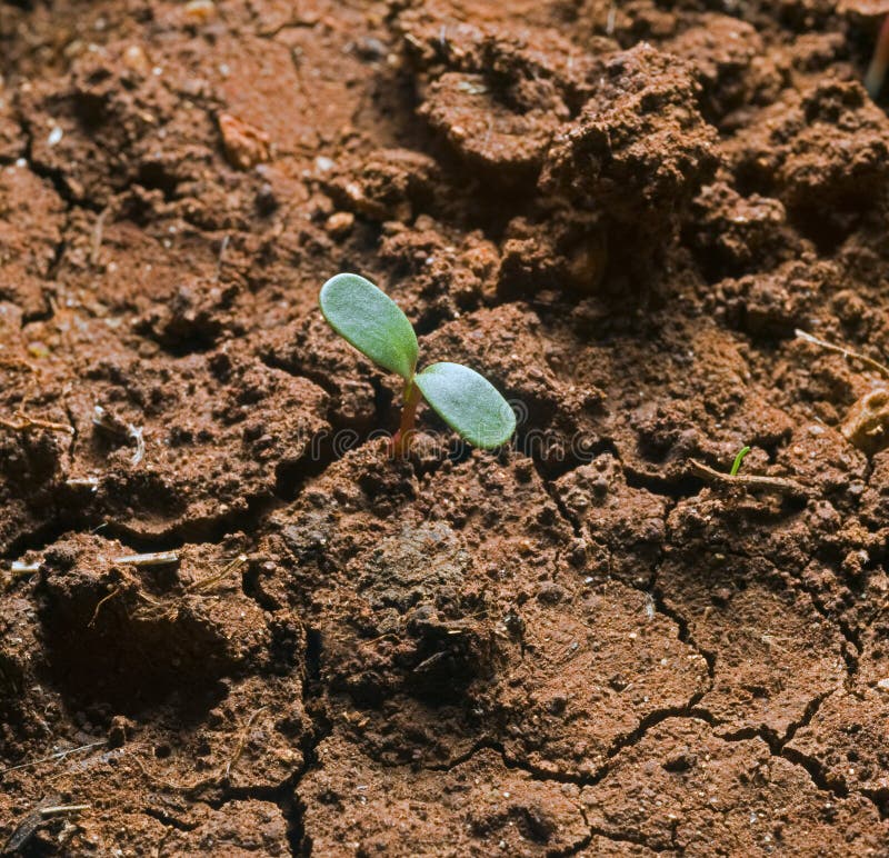 New sprout stock photo. Image of macro, beginnings, environmental - 6954592